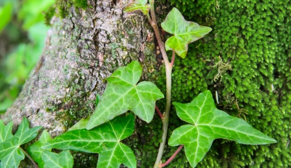 Le Lierre Plantes Et Ingrédients Ingrédient Dorigine Naturelle
