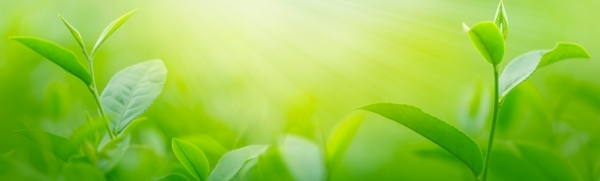 Thé vert- Ingrédient d’origine naturelle- Plantes et ingrédients.