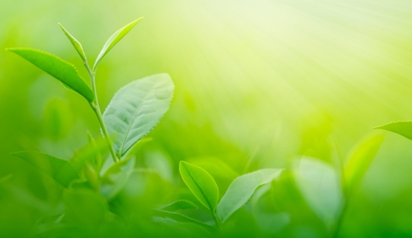 Thé vert- Ingrédient d’origine naturelle- Plantes et ingrédients.