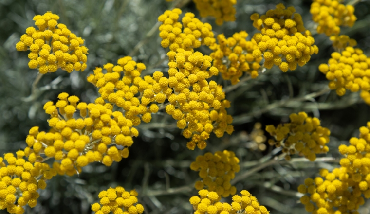 Hélichryse : bienfaits de l'Immortelle aux fleurs dorées | Humer